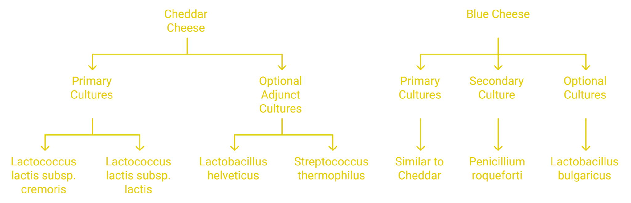 Discovering The Types of Cheese Cultures: A Comprehensive Guide for ...