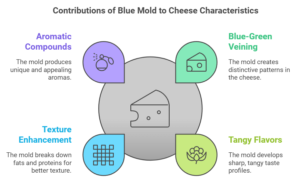 Controlling Cheese Mold: Strategies for Prevention in Cheese Making
