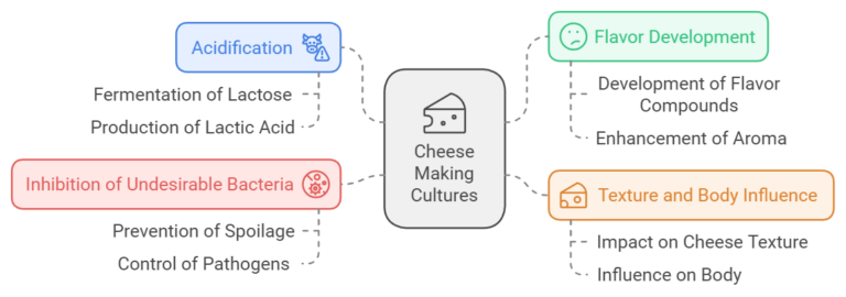Everything You Need to Know About Cheese Making Cultures for Homemade ...