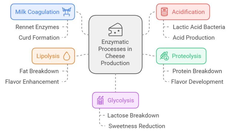 Cheesemaking Rennet: Enzymes in Cheese technology Making and the Dairy Industry